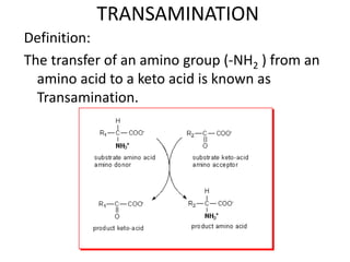 Amino acid metabolism | PPT