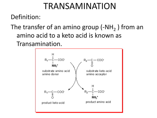 Amino acid metabolism | PPT