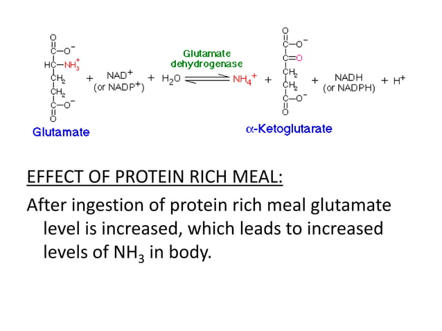 Amino acid metabolism | PPT