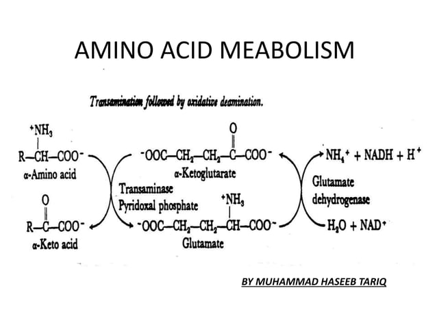 Amino acid metabolism | PPT