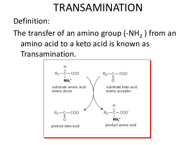 Amino acid metabolism