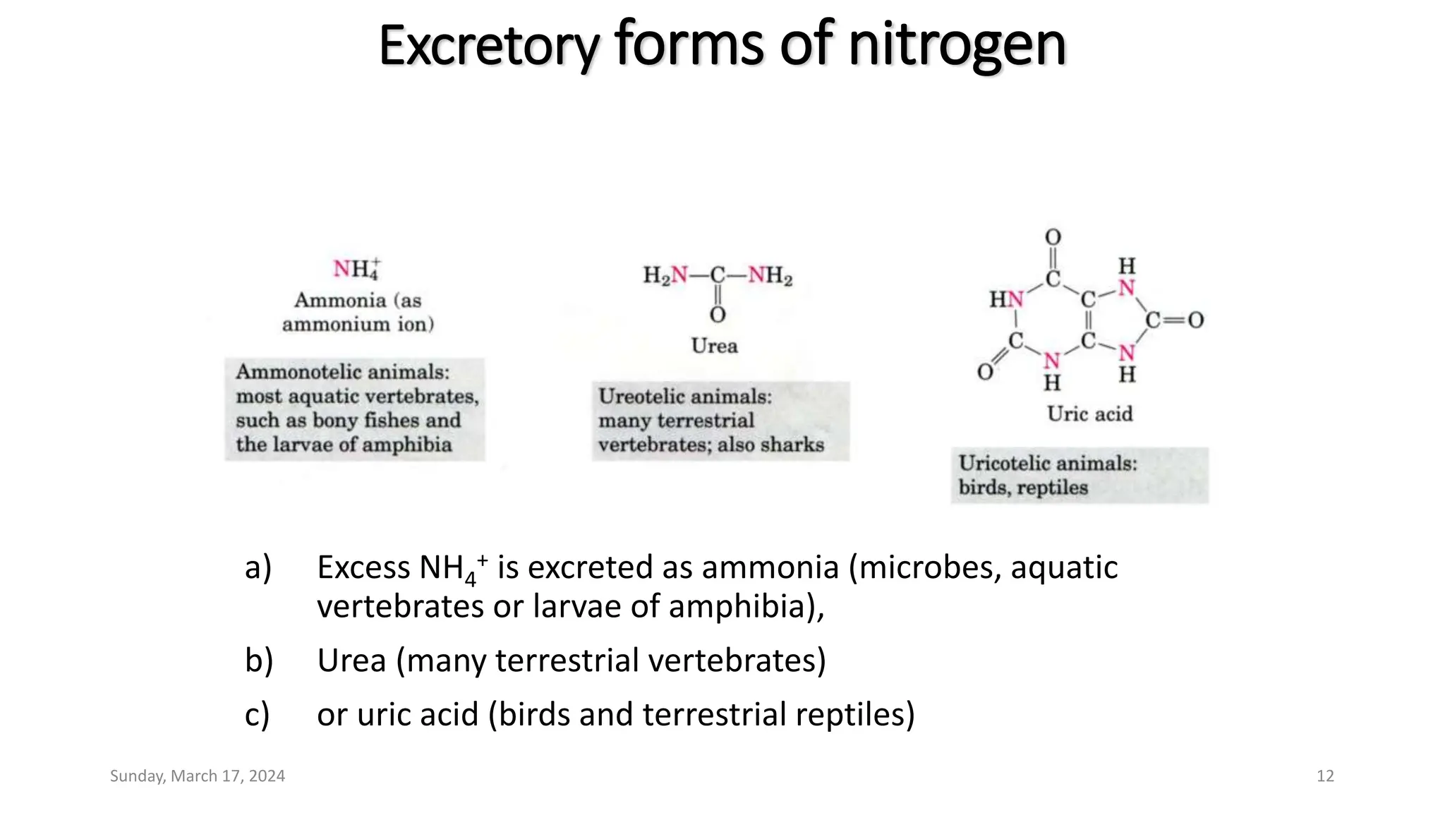 Amino acid meatbolism and Urea cycle-1.pptx