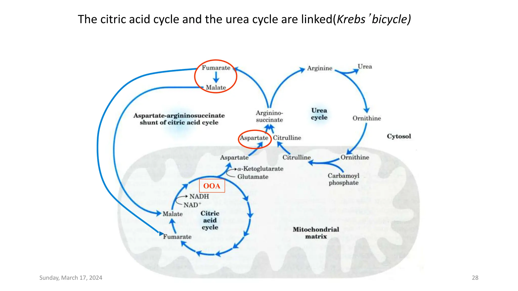 Amino acid meatbolism and Urea cycle-1.pptx