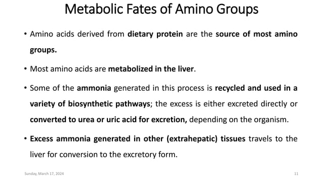 Amino acid meatbolism and Urea cycle-1.pptx | Chemistry | Science