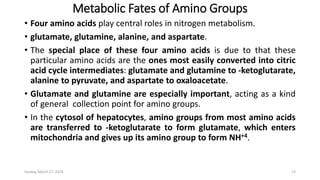 Amino acid meatbolism and Urea cycle-1.pptx