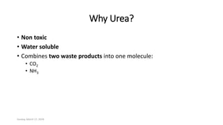 Amino acid meatbolism and Urea cycle-1.pptx