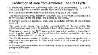 Amino acid meatbolism and Urea cycle-1.pptx