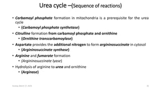 Amino acid meatbolism and Urea cycle-1.pptx