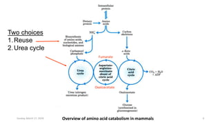 Amino acid meatbolism and Urea cycle-1.pptx | Chemistry | Science