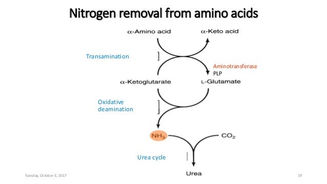 Amino acid meatbolism and urea cycle
