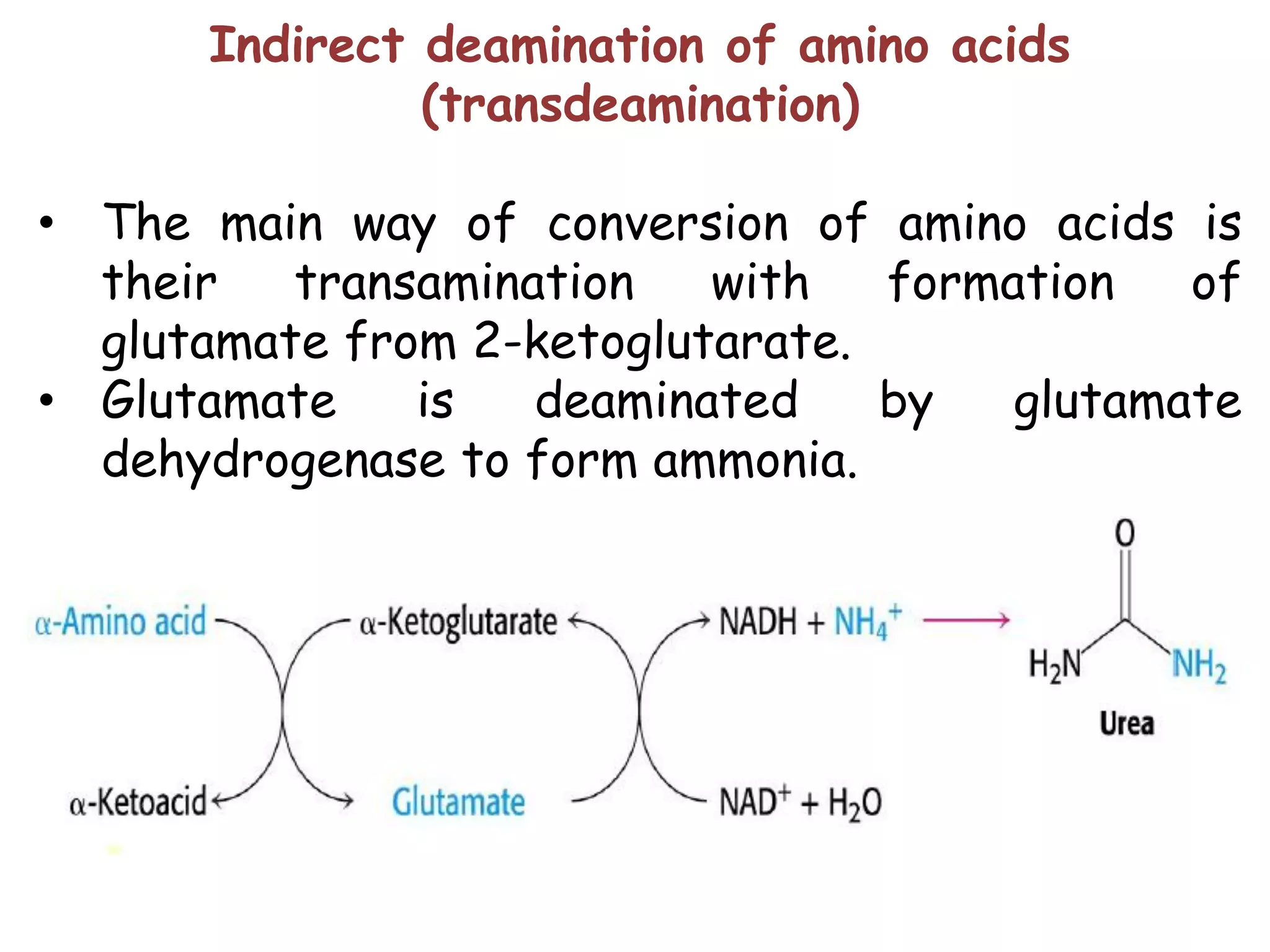aminoacid_metab.pdf