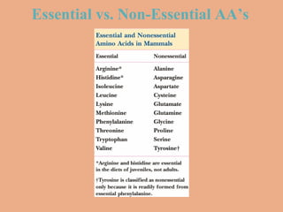 Amino acid metabolism | PPT