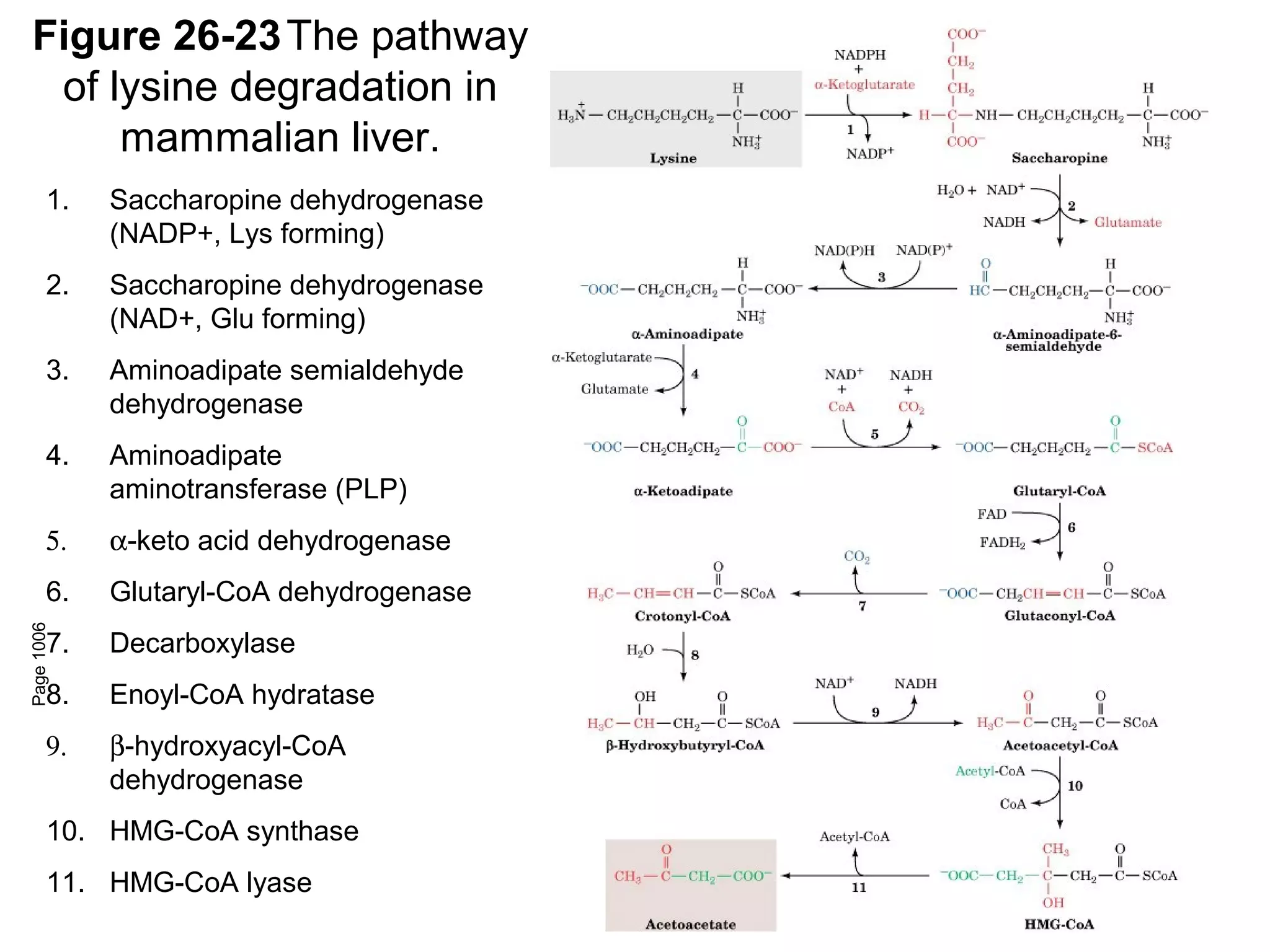 Amino acid metabolism | PPT