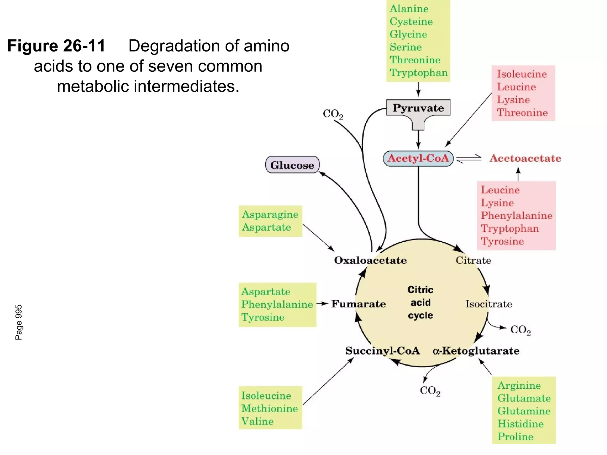 Amino acid metabolism | PPT
