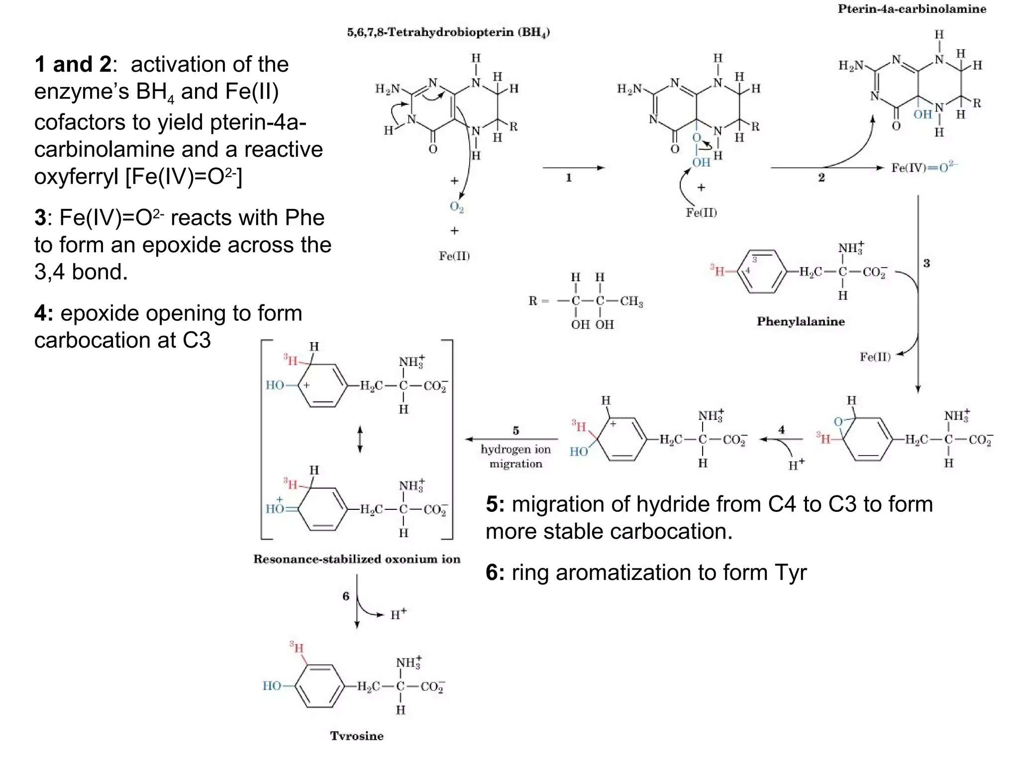 Amino acid metabolism | PPT
