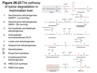 Amino acid metabolism | PPT