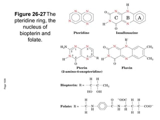Amino acid metabolism | PPT