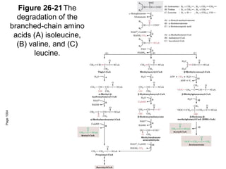 Amino acid metabolism | PPT