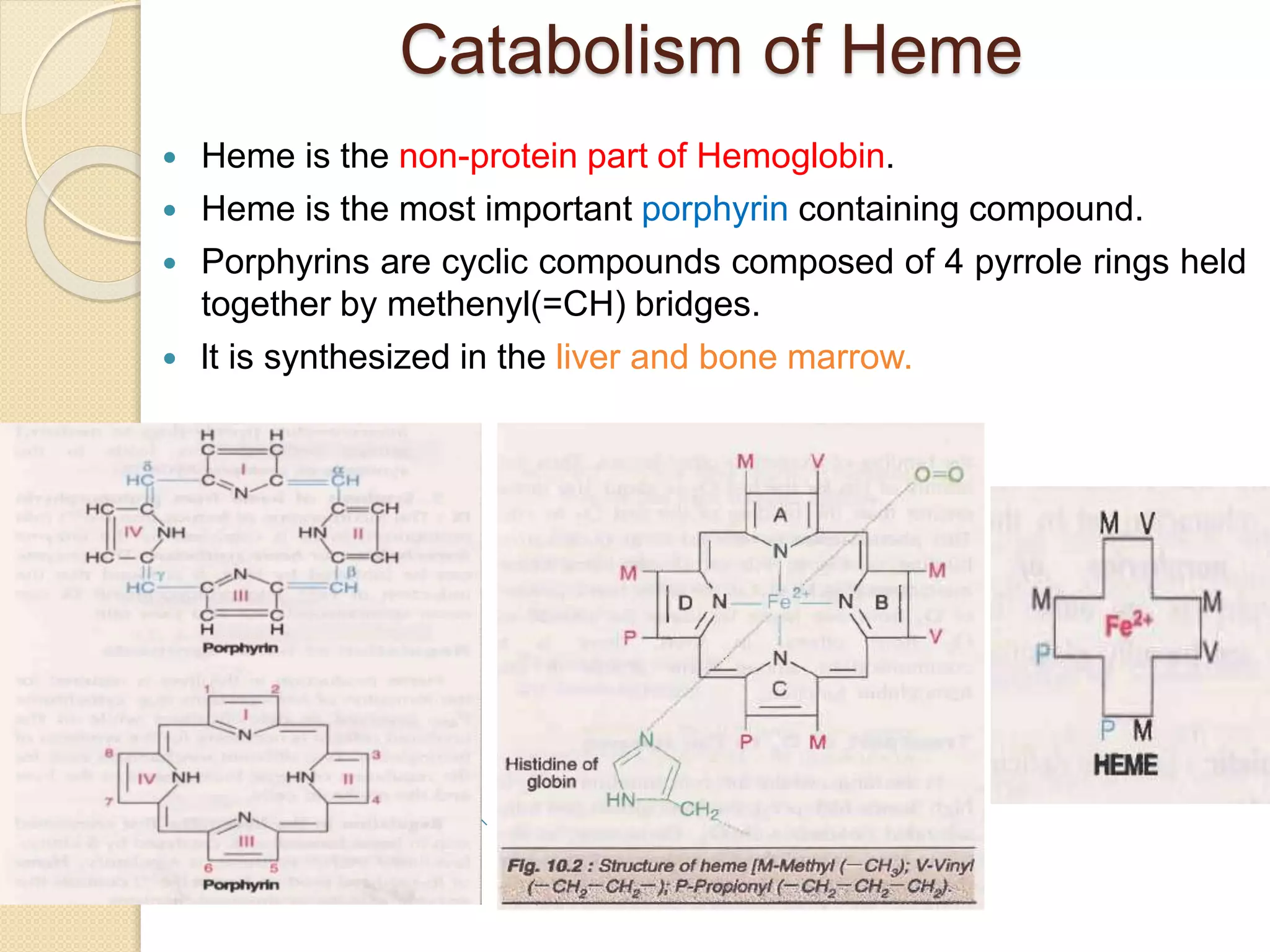 Amino acid metabolism | PPTX