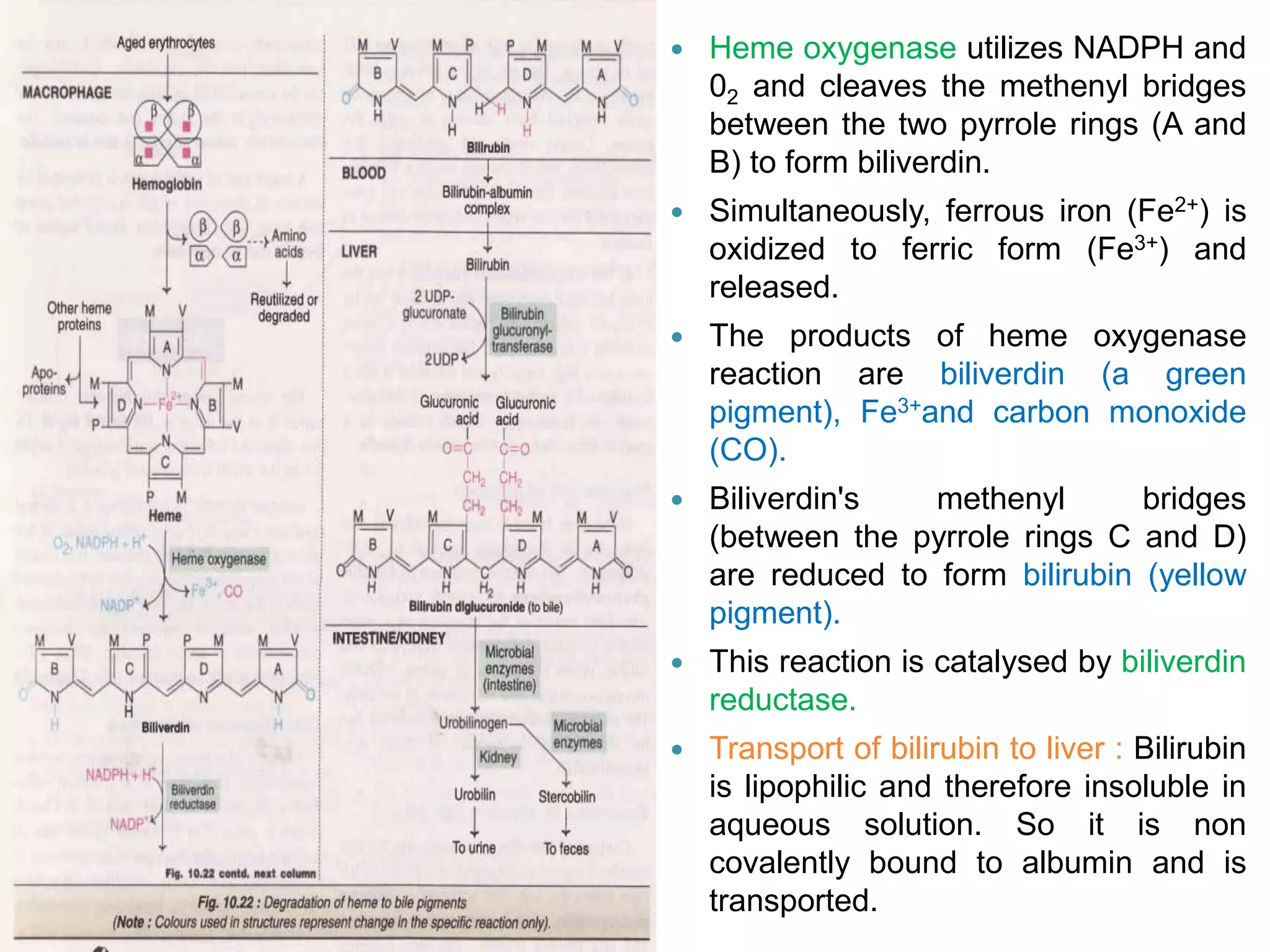 Amino acid metabolism | PPTX