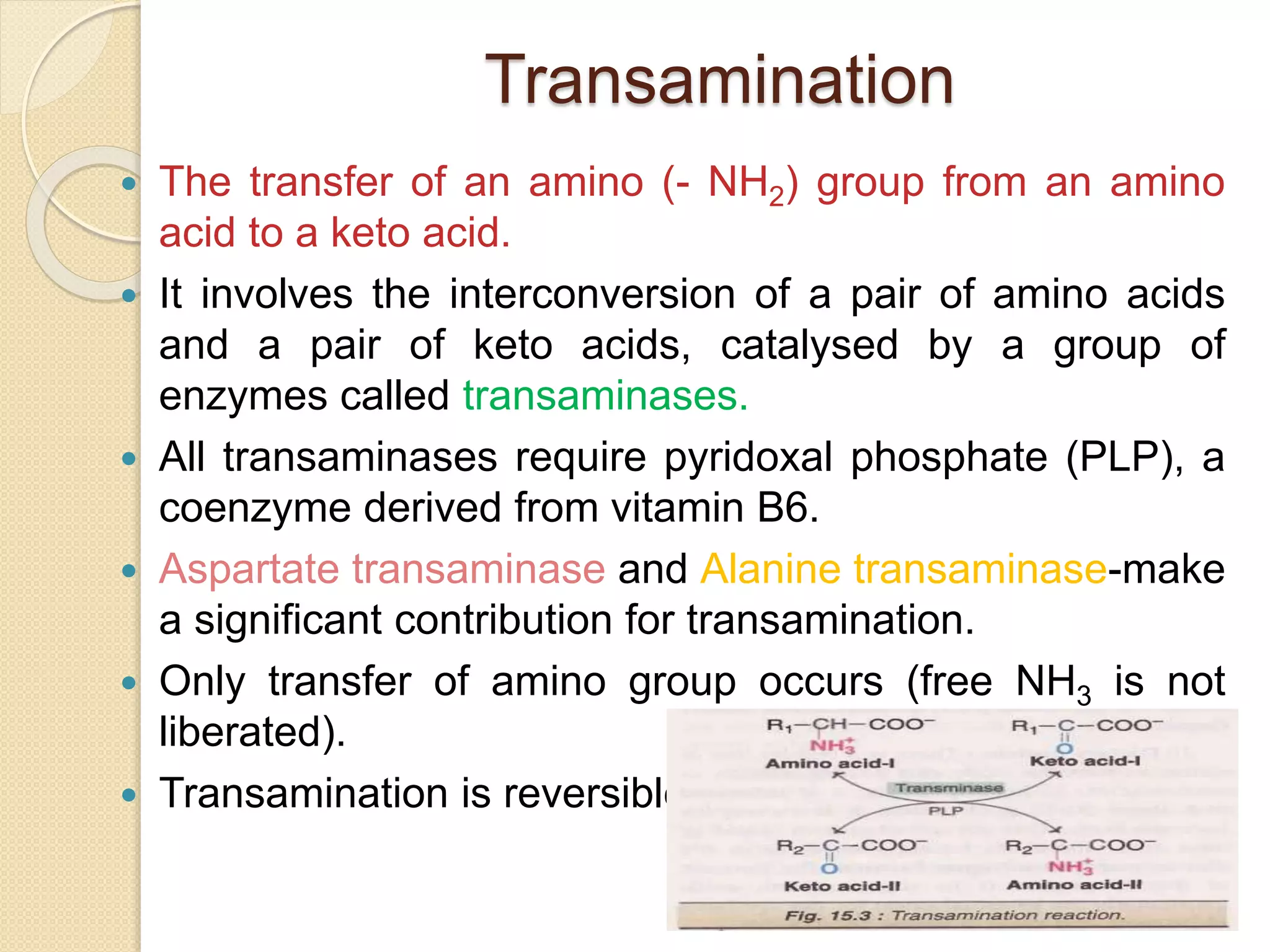 Amino acid metabolism | PPTX