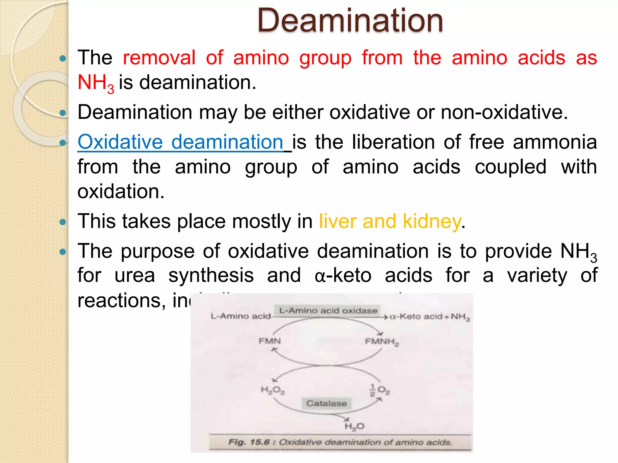 Amino acid metabolism | PPTX