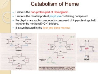 Amino acid metabolism | PPTX