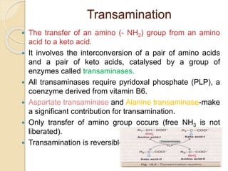 Amino acid metabolism | PPTX