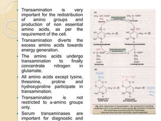 Amino acid metabolism | PPTX