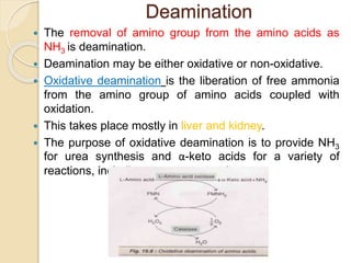 Amino acid metabolism | PPTX
