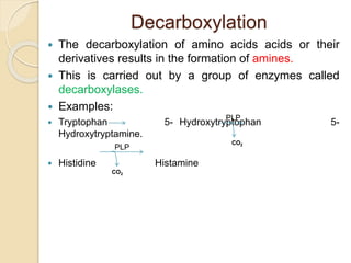 Amino acid metabolism | PPTX