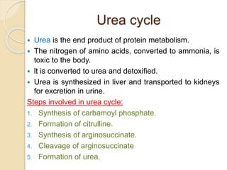 Amino acid metabolism | PPTX