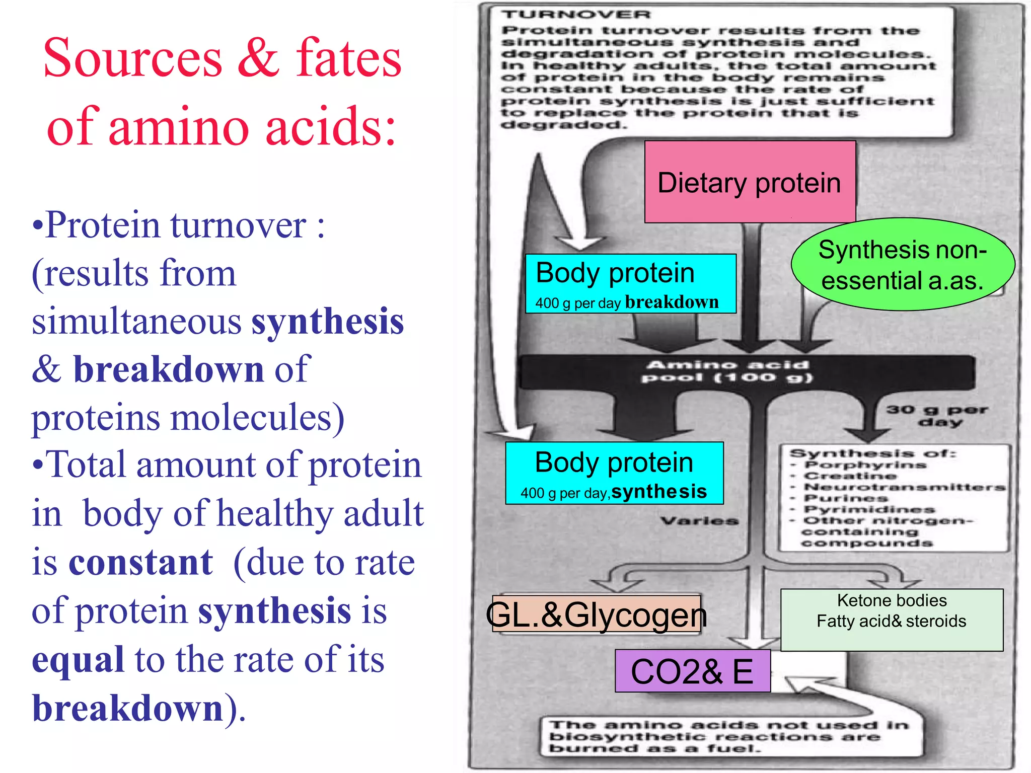 Amino acid metabolism | PDF