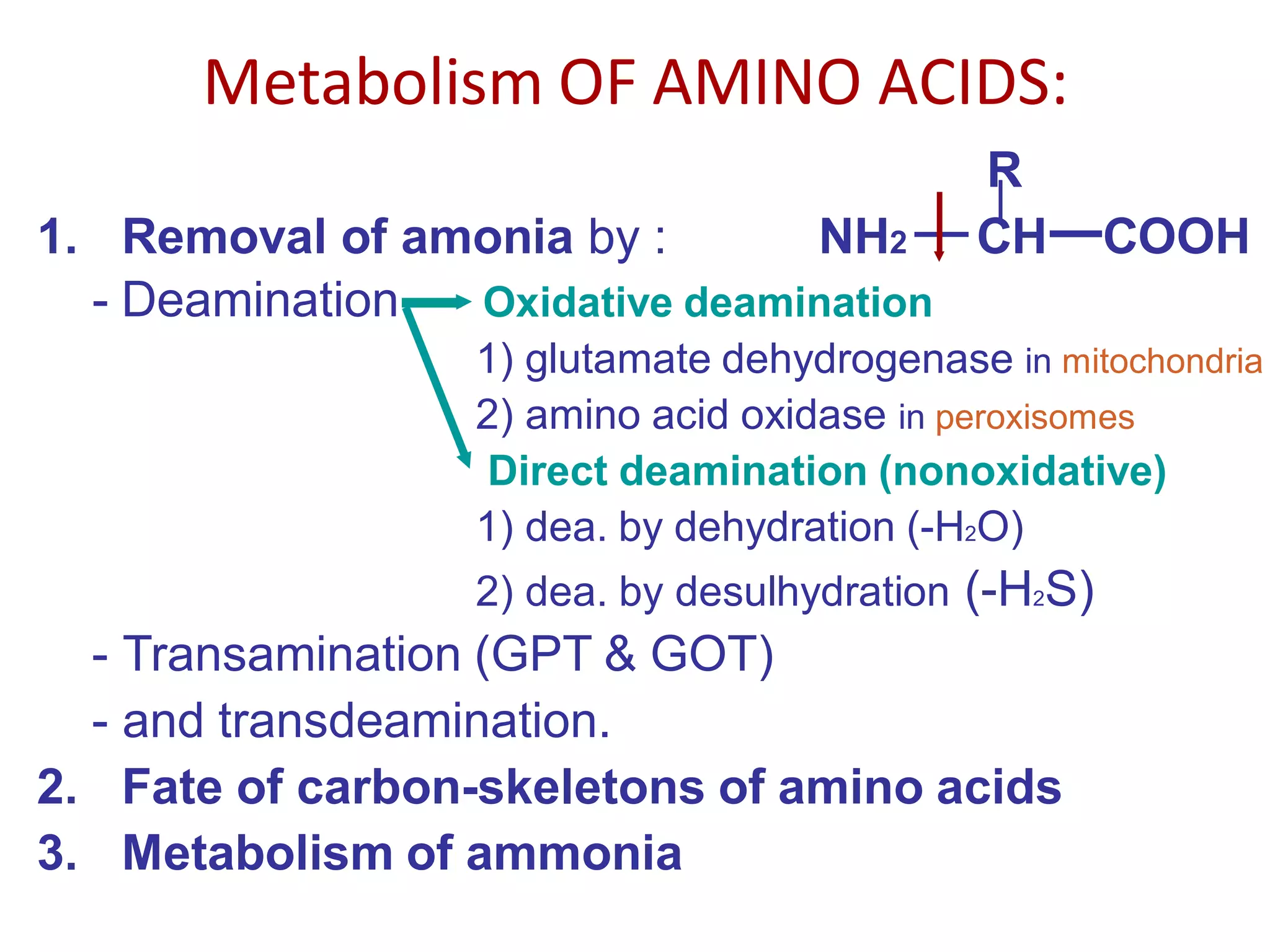 Amino acid metabolism | PDF