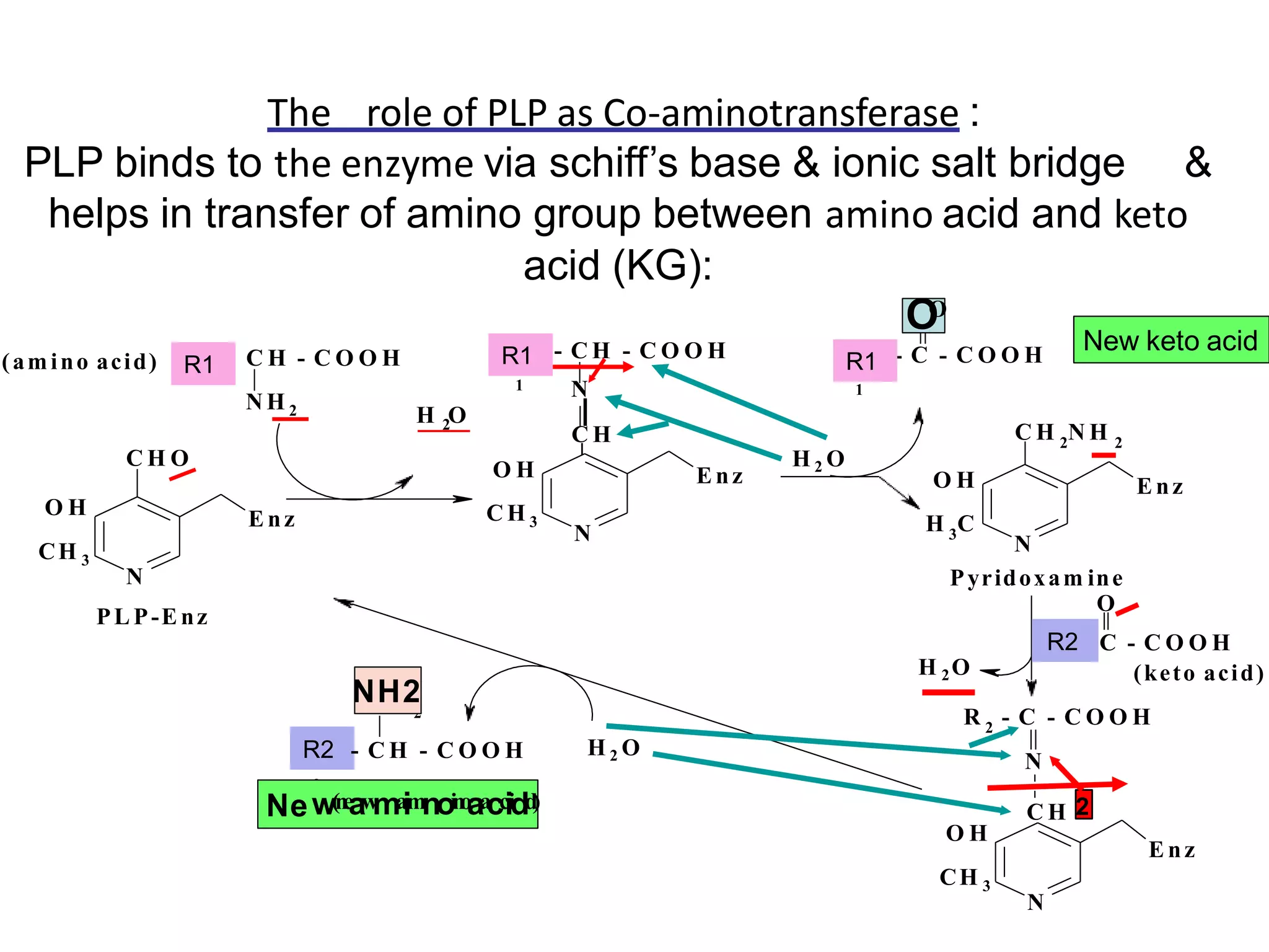 Amino acid metabolism | PDF