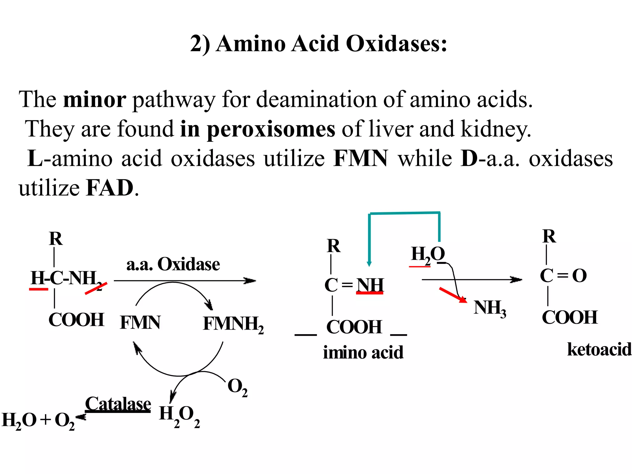 Amino acid metabolism | PDF