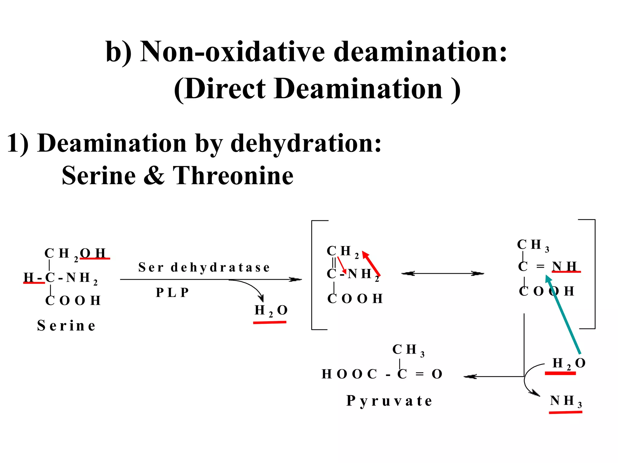 Amino acid metabolism | PDF