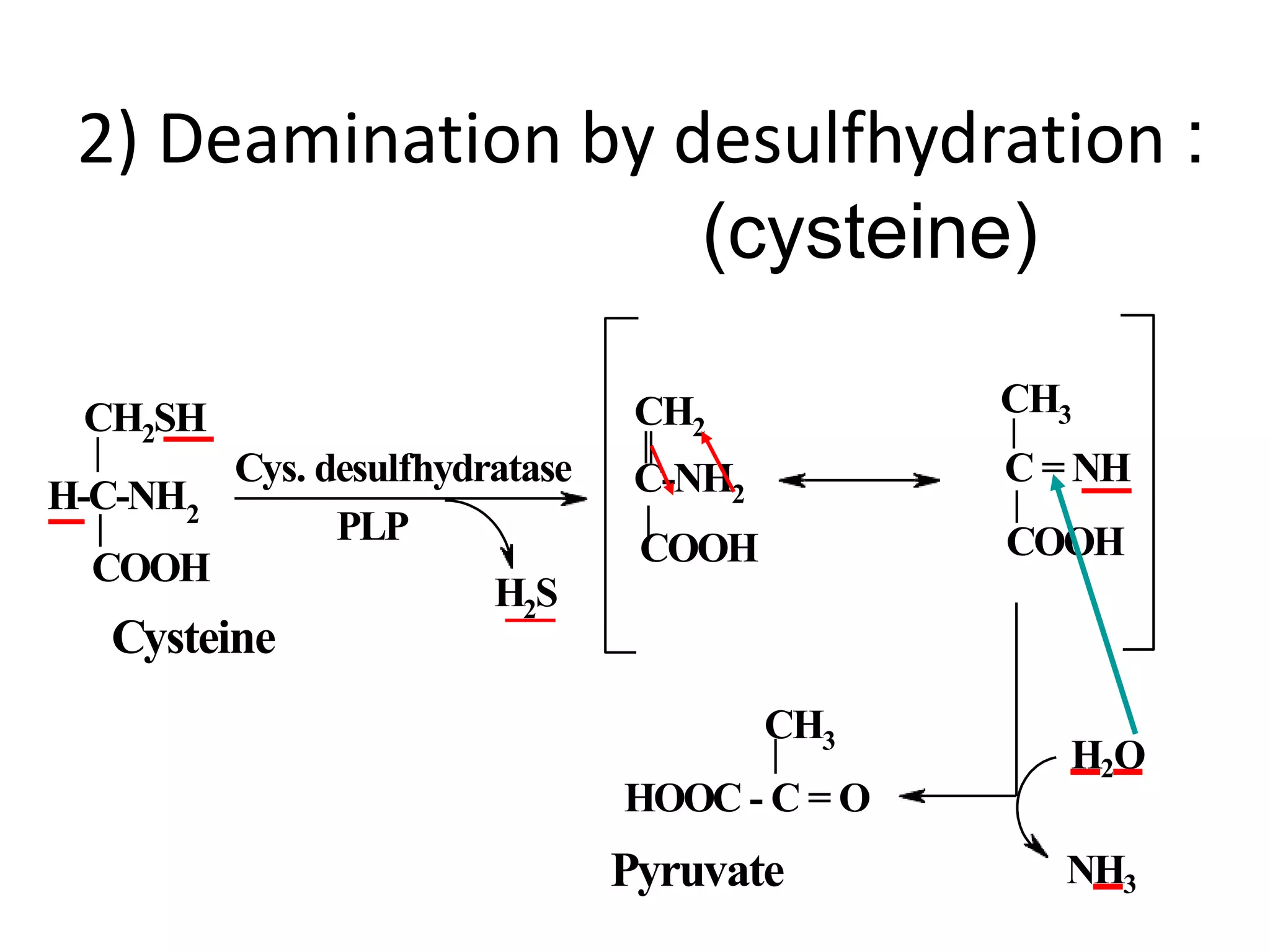 Amino acid metabolism | PDF