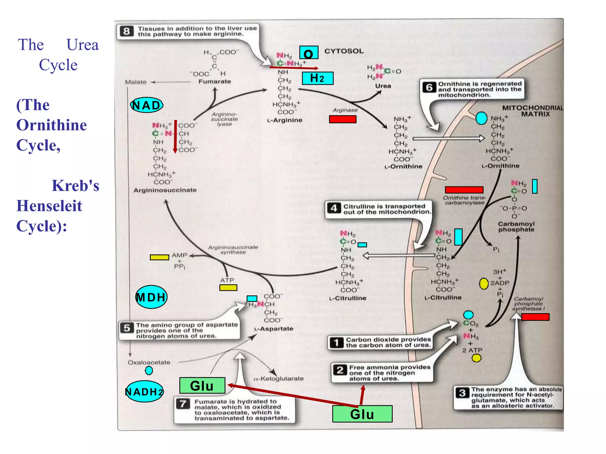 Amino acid metabolism | PDF