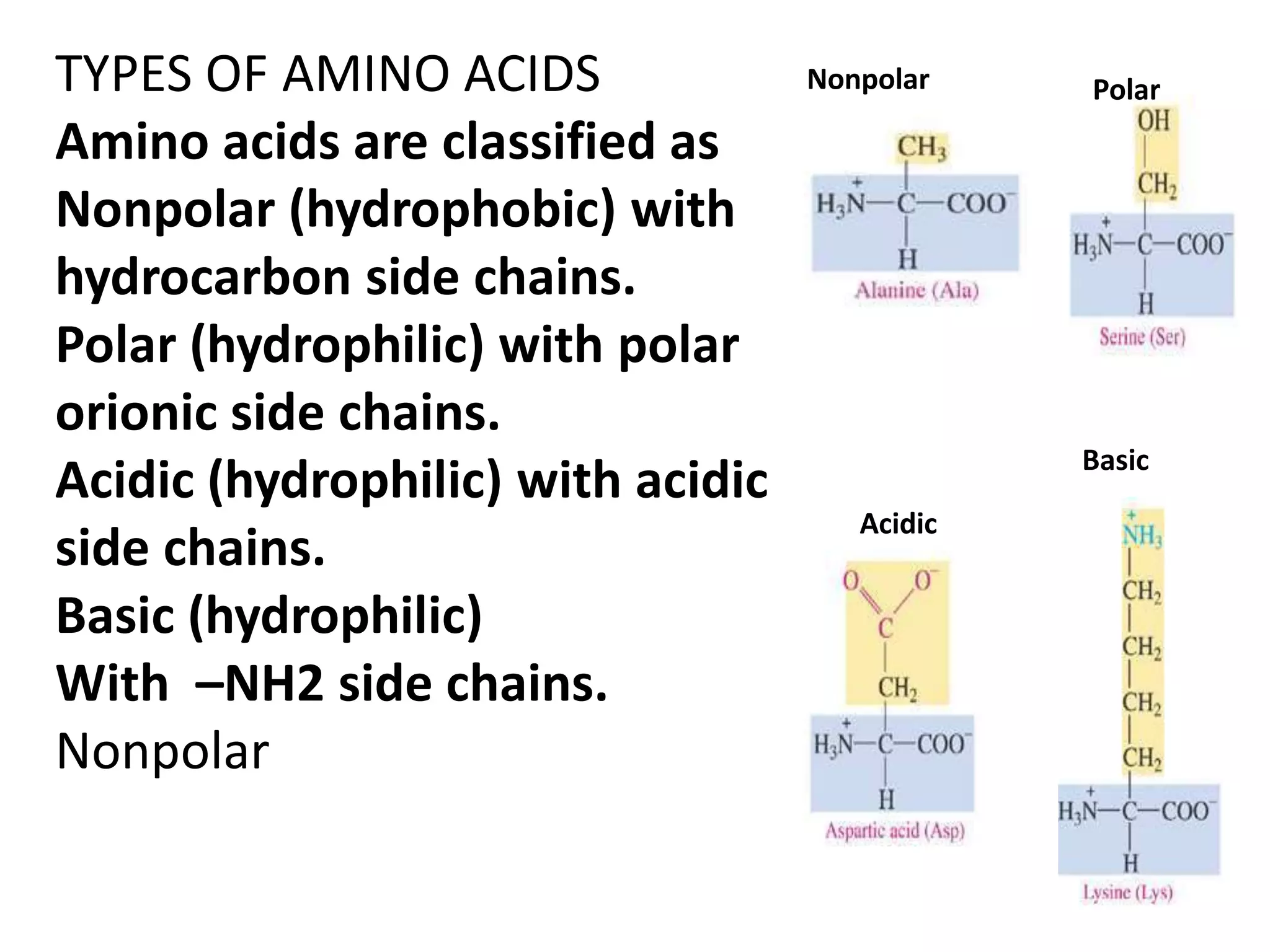 Amino acid metabolism | PDF