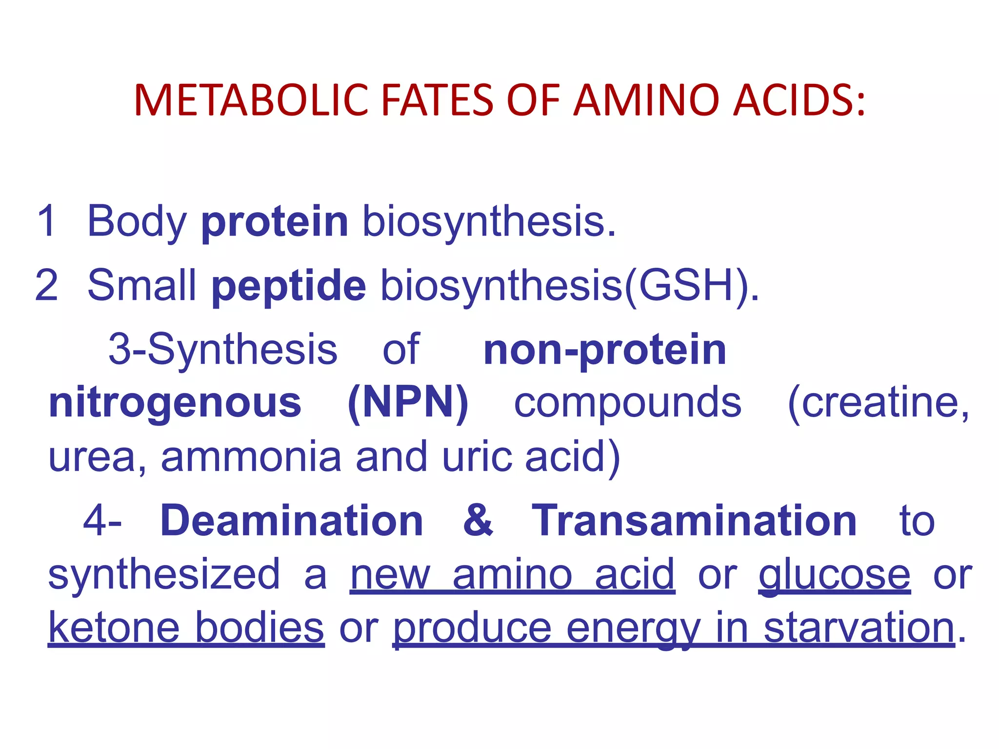 Amino acid metabolism | PDF