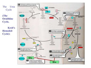 Amino acid metabolism | PDF