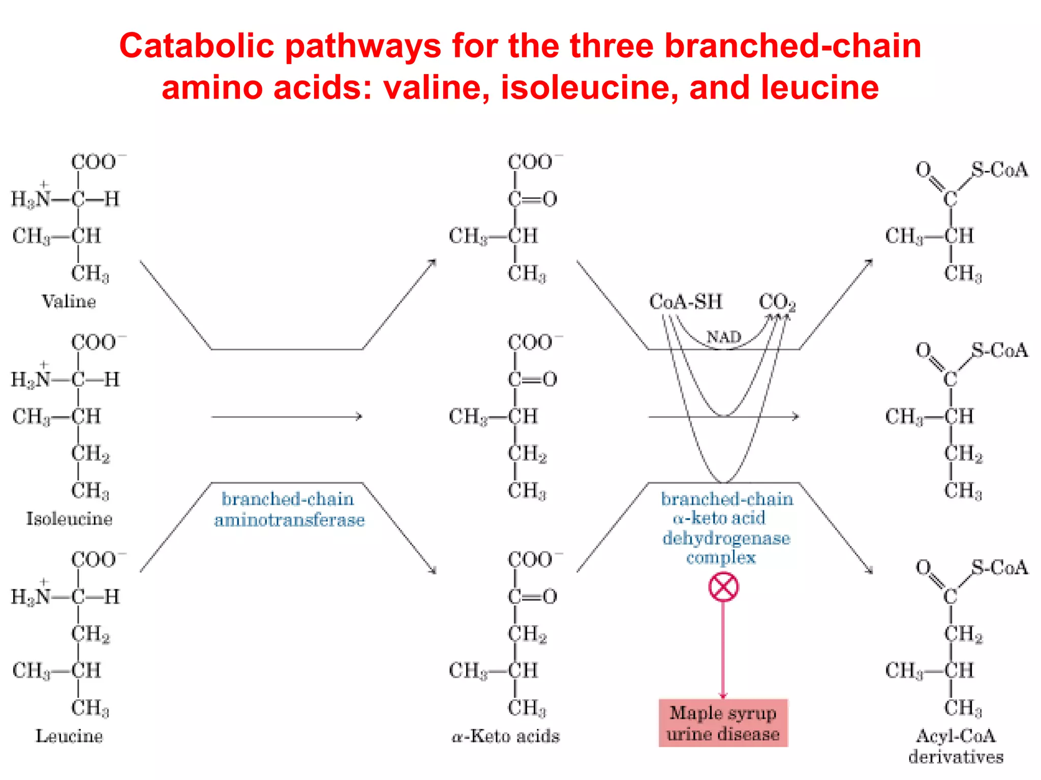Amino acid metabolism.ppt