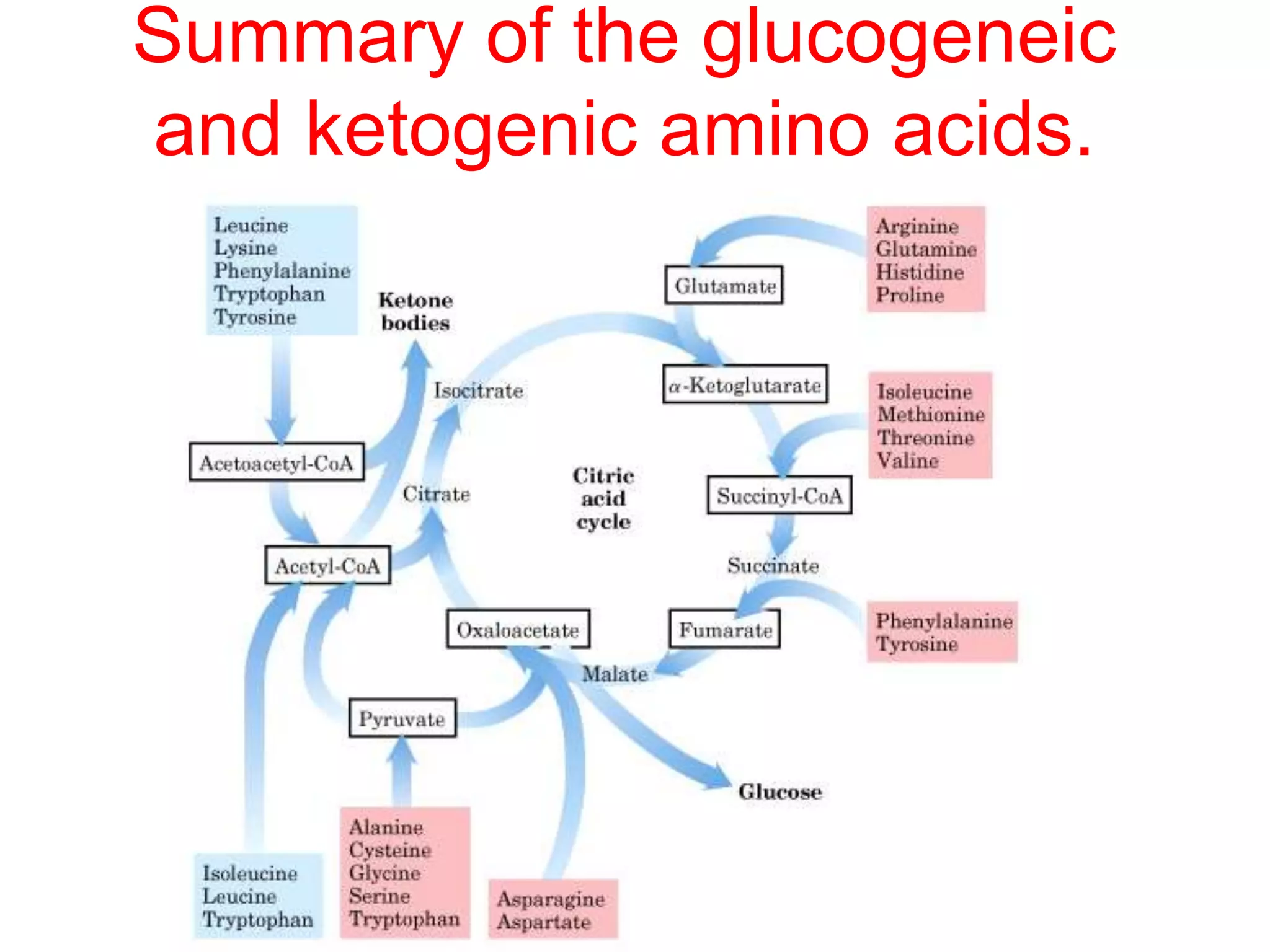 Amino acid metabolism.ppt