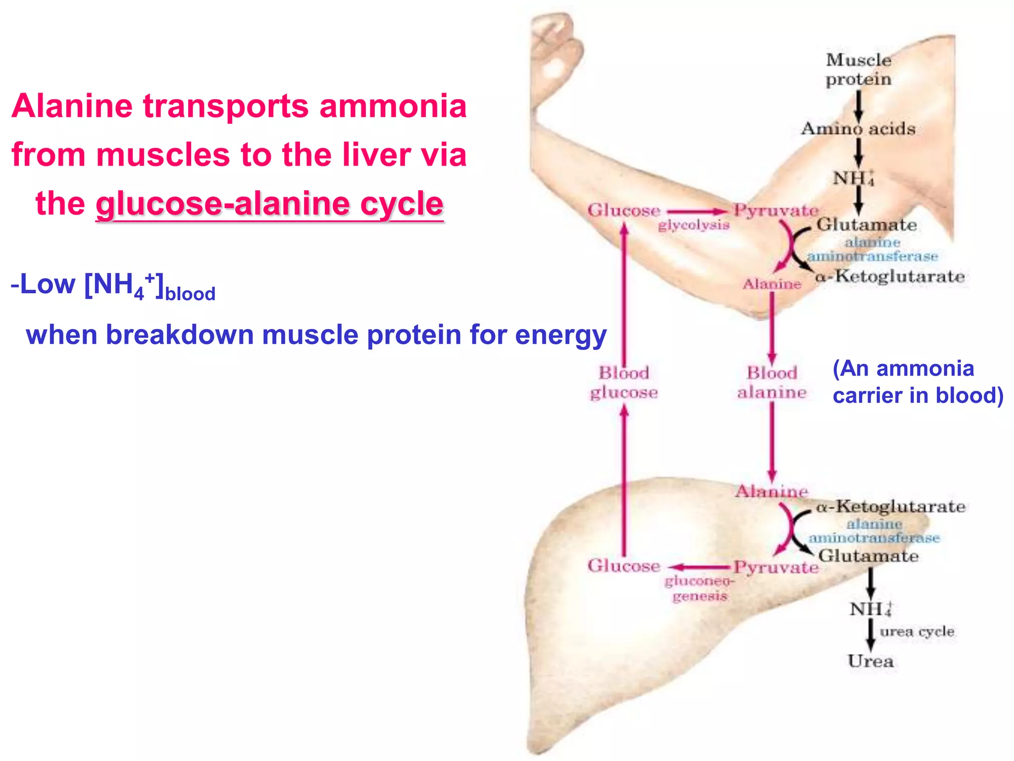 Amino acid metabolism.ppt