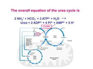 Amino acid metabolism.ppt