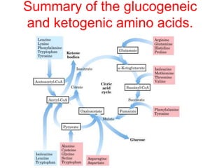 Amino acid metabolism.ppt