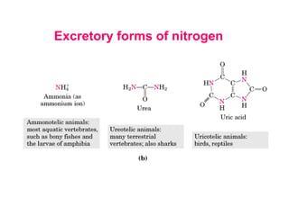 Amino acid metabolism.ppt