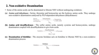 Amino Acid Metabolism.pptx