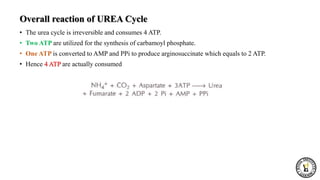 Amino Acid Metabolism.pptx